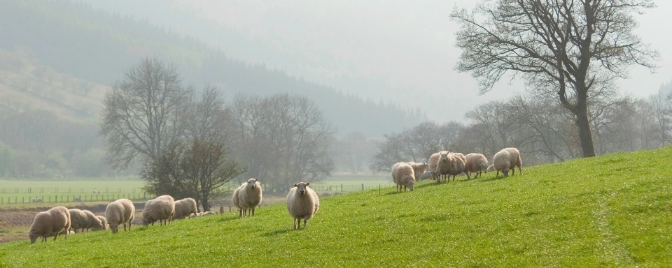 NWF Agriculture | Livestock Feed Suppliers