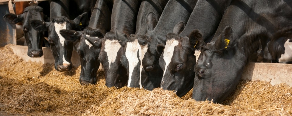 NWF Agriculture | Livestock Feed Suppliers