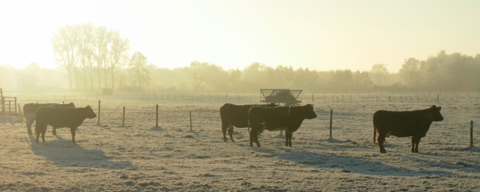 NWF Agriculture | Livestock Feed Suppliers