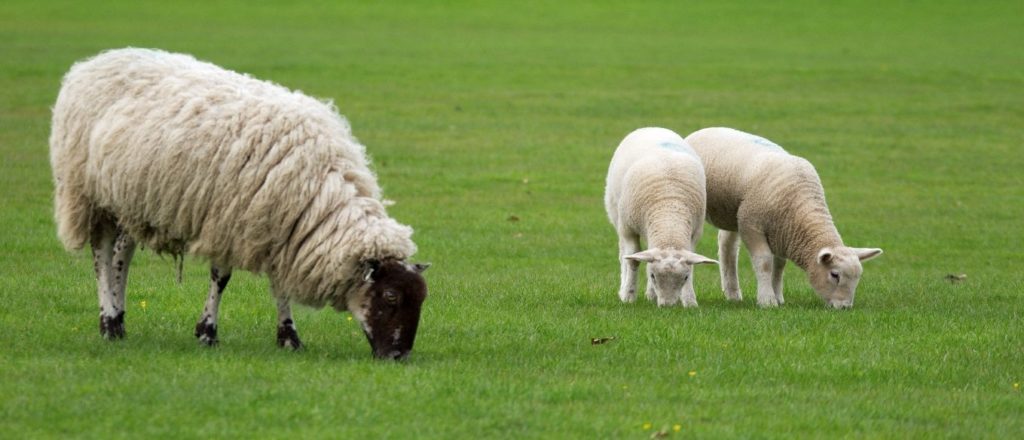 Sheep Grazing; A Management Guide - NWF Agriculture - News