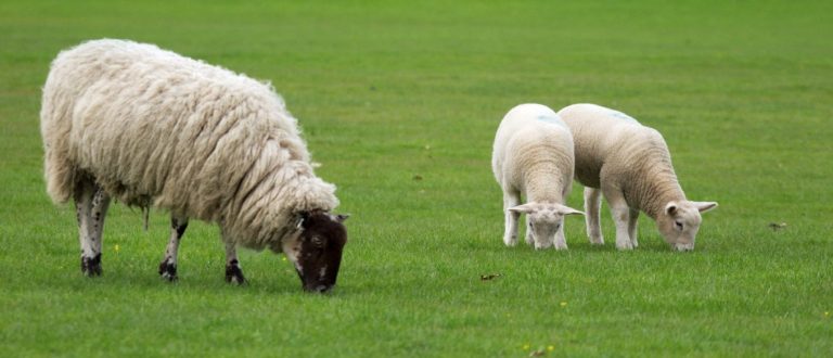 Sheep Grazing; A Management Guide - NWF Agriculture - News