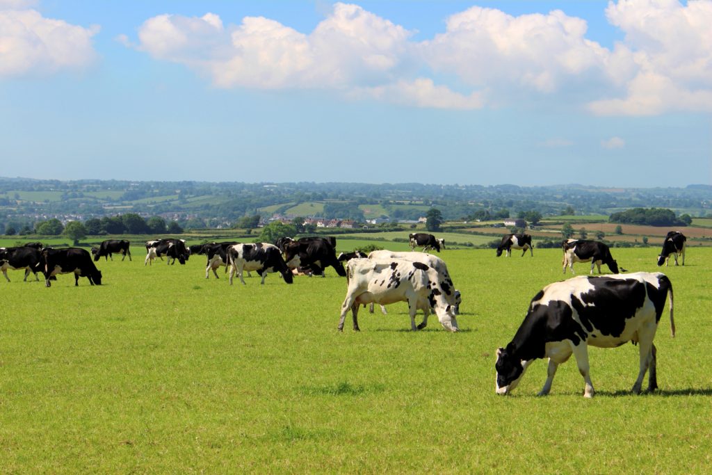 Get the best start to the grazing season - NWF Agriculture