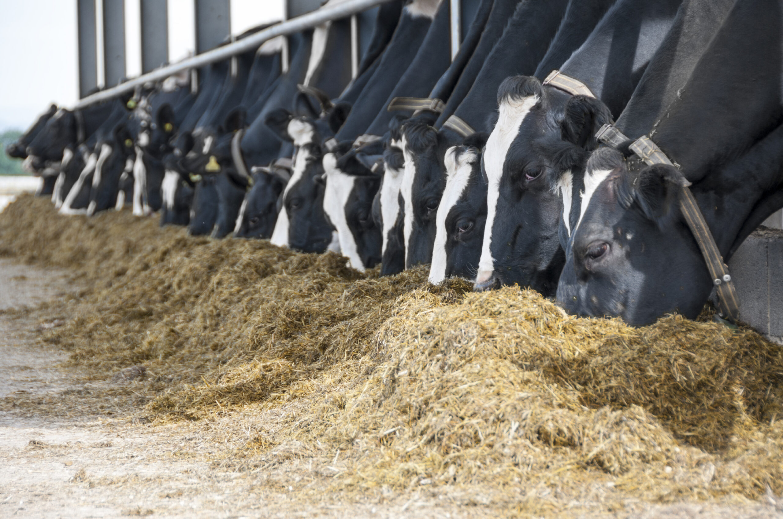 Protected Feeds - NWF Agriculture