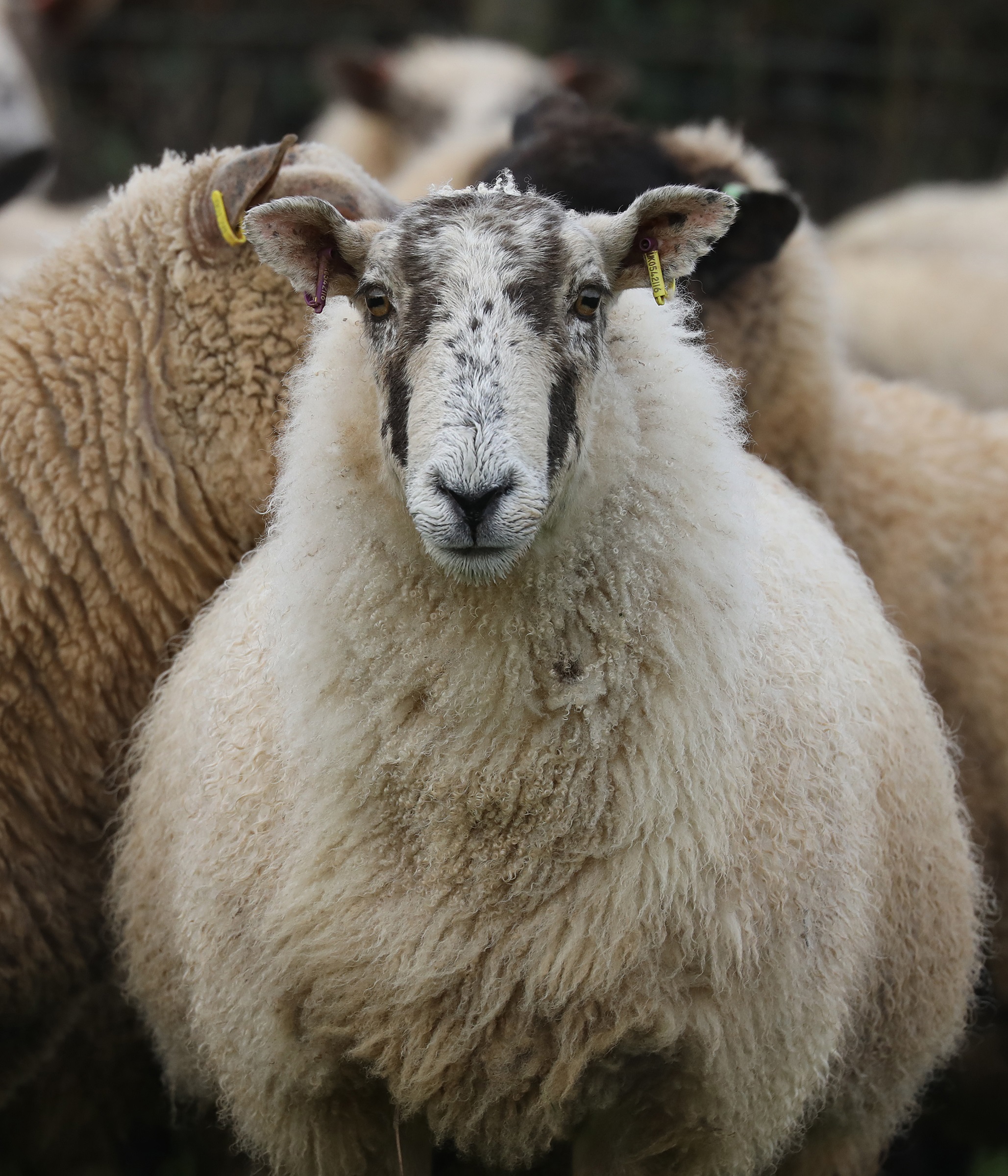 Rationing Ewes for a Successful Lambing