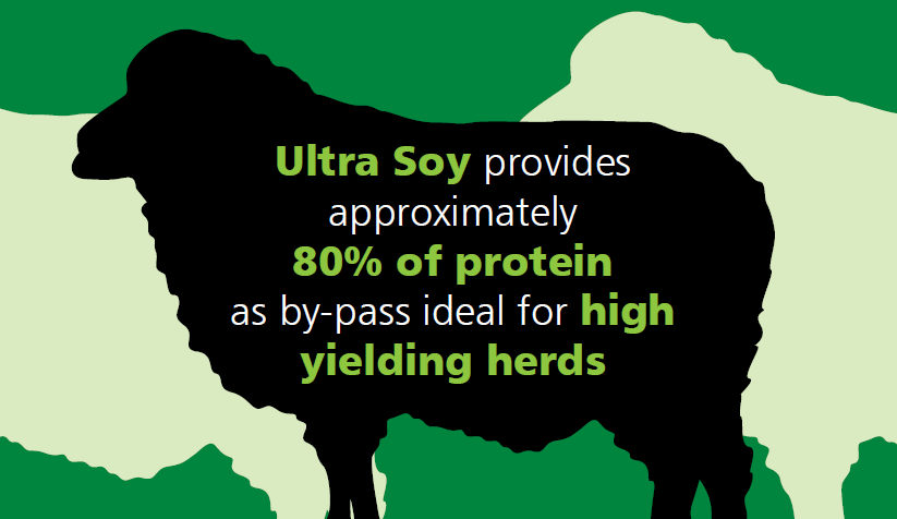Protected soya ewe in diets; Opportunities with NWF Ultra Soy - News