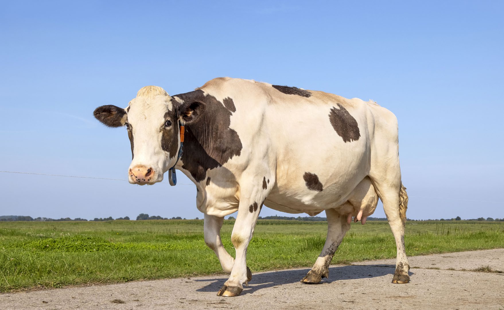 Top tips for successful mobility scoring on-farm