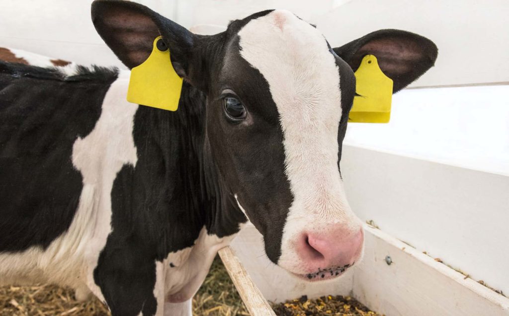 Rumen development for optimal calf health and cow performance | NWF
