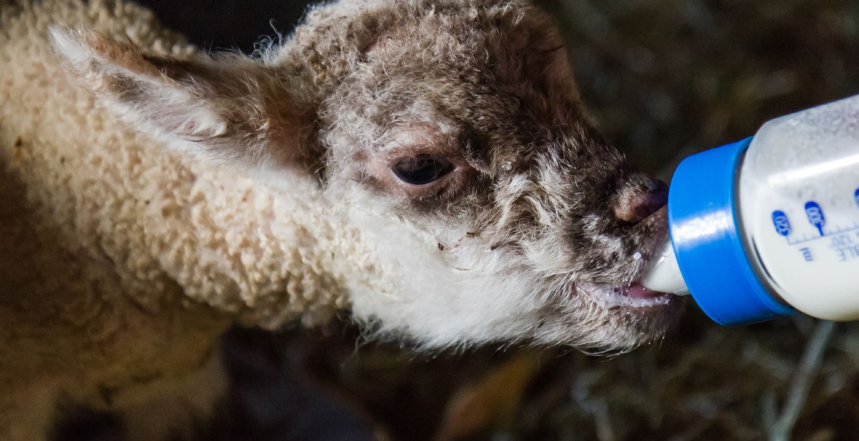 Give your newborn lambs the best start | NWF