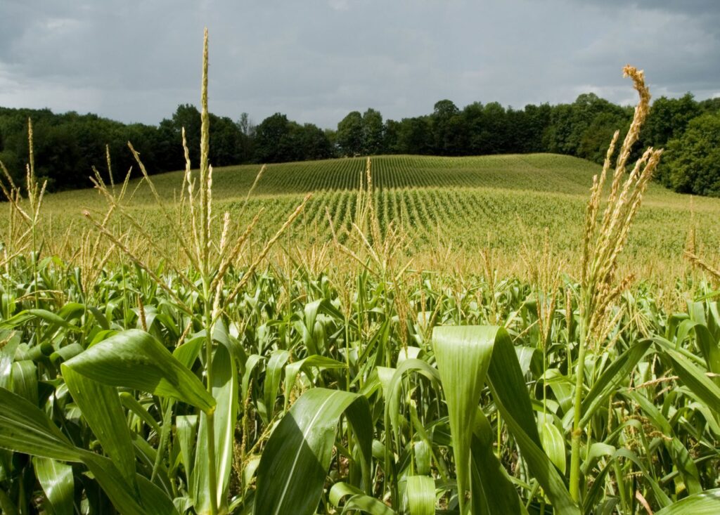 Managing your maize for great yield potential | NWF