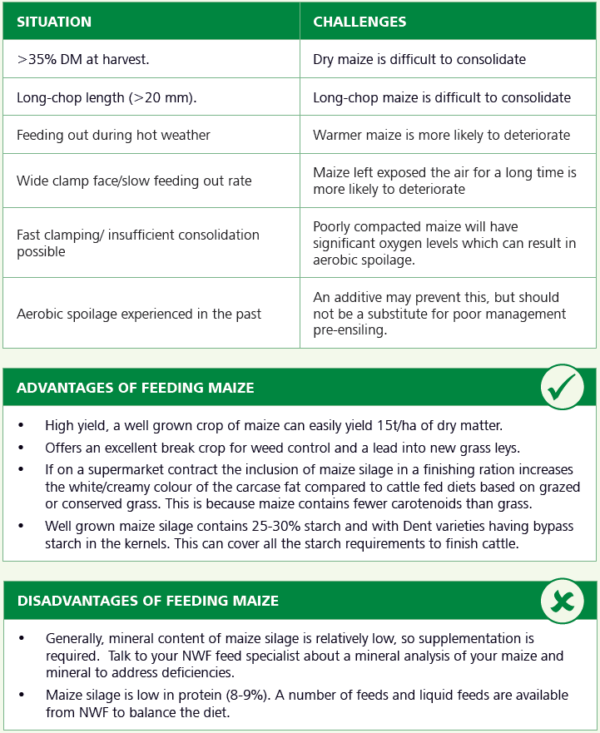 Feeding Maize | Beef Finishing Diets | NWF Agriculture