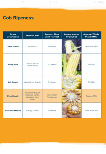 Maize Harvest 2023 | Beef Finishing Diets | NWF Agriculture