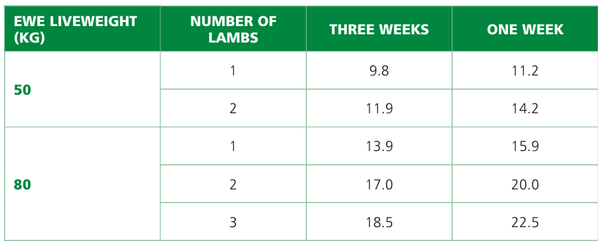 Feeding Ewes in the final months of pregnancy | NWF Agriculture