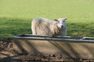 Optimise ewe performance and improve farm sustainability | NWF Agriculture