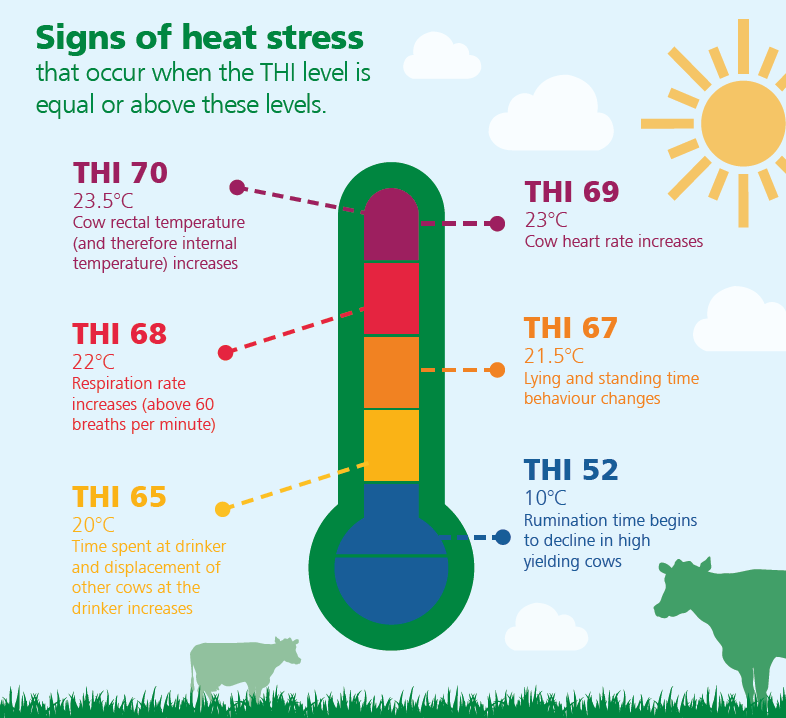 Cow Standing Heat