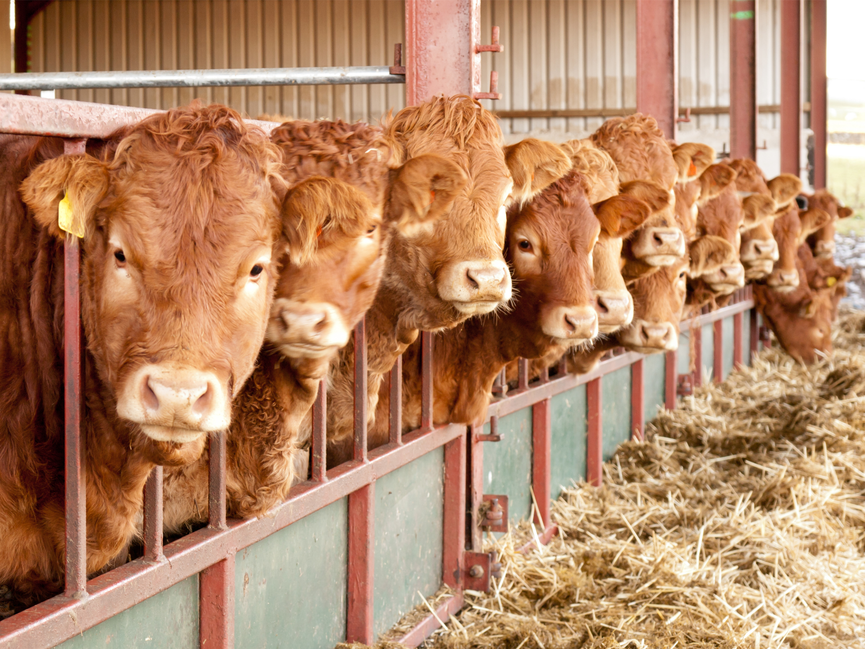 Improving feed efficiency for finishing | NWF Agriculture