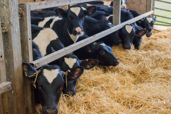 Rumen Development for a successful future | NWF Agriculture