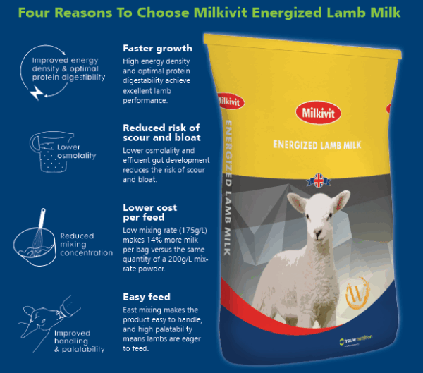 Early Life Nutrition in Lambs