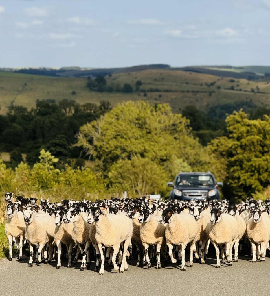 Bespoke Blends Prove Perfect for Derbyshire Flock